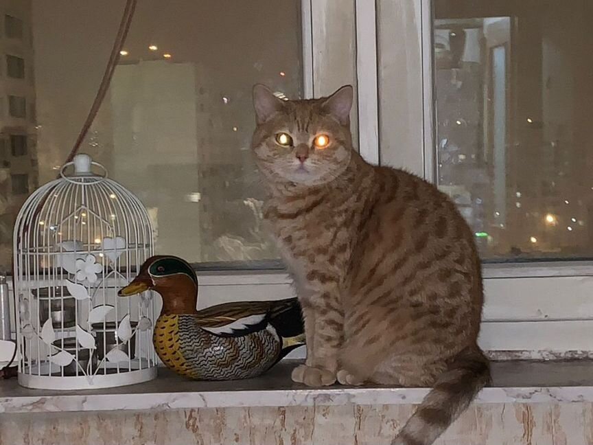 Кошки в добрые руки