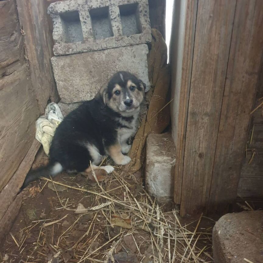 Щенки ищут дом