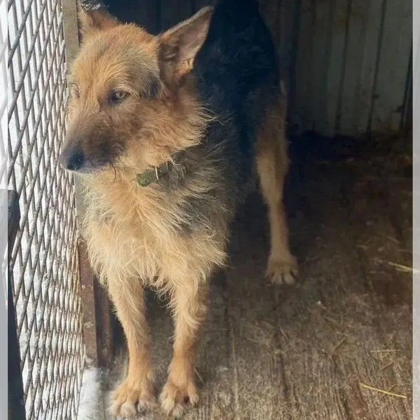 Взрослая собака в добрые руки