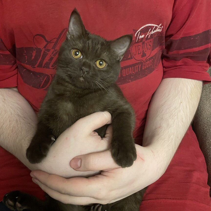 Алиса ищет дом