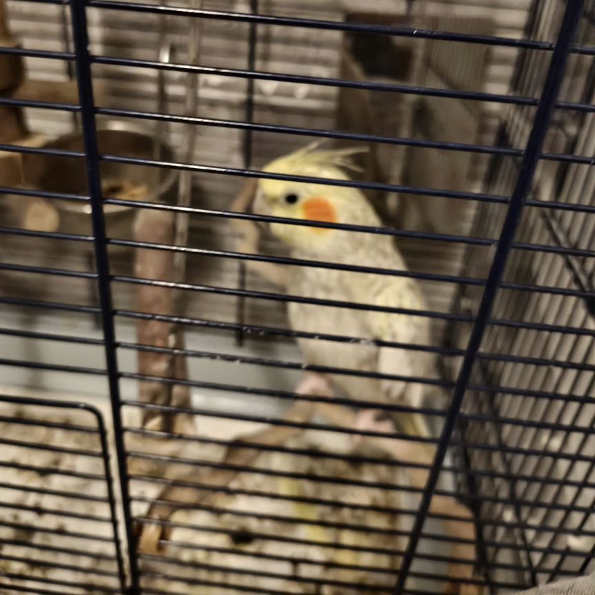 Карелла с клеткой