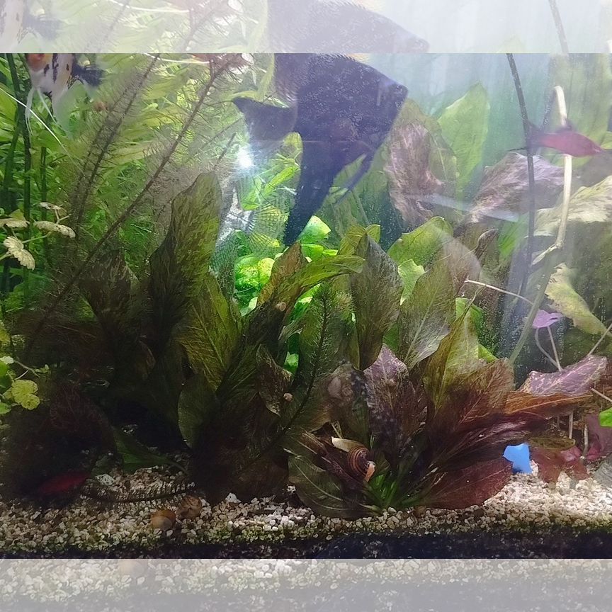 Аквариумные растения