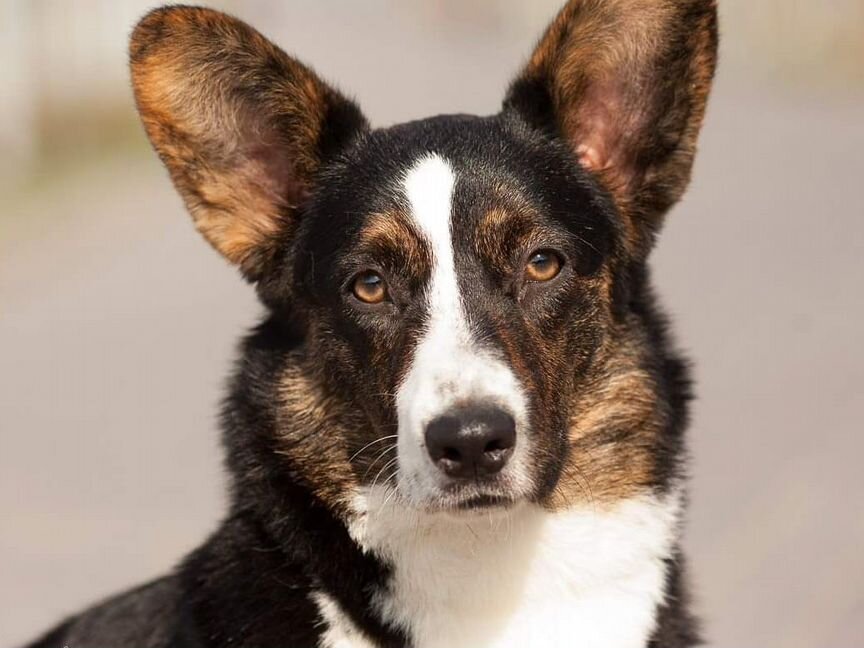 Девочка вельш корги кардиган