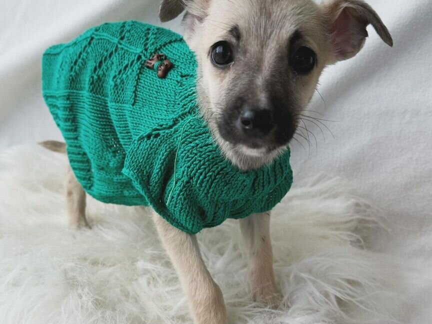 Щенок ждет хозяев