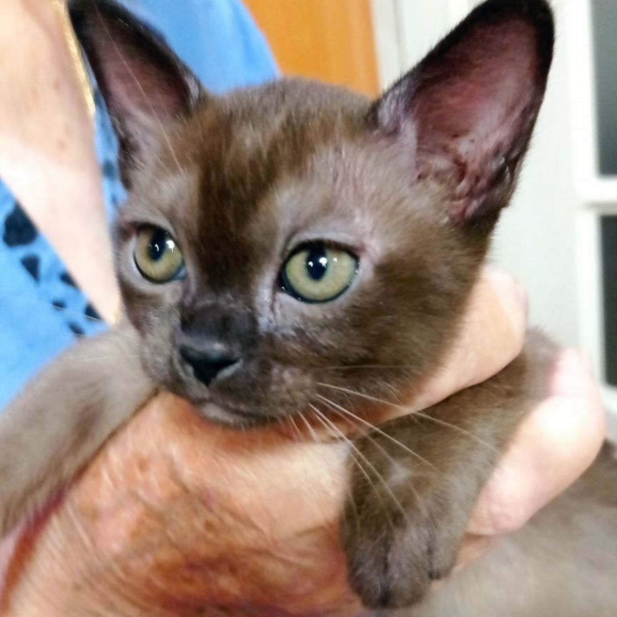 Бурманская порода