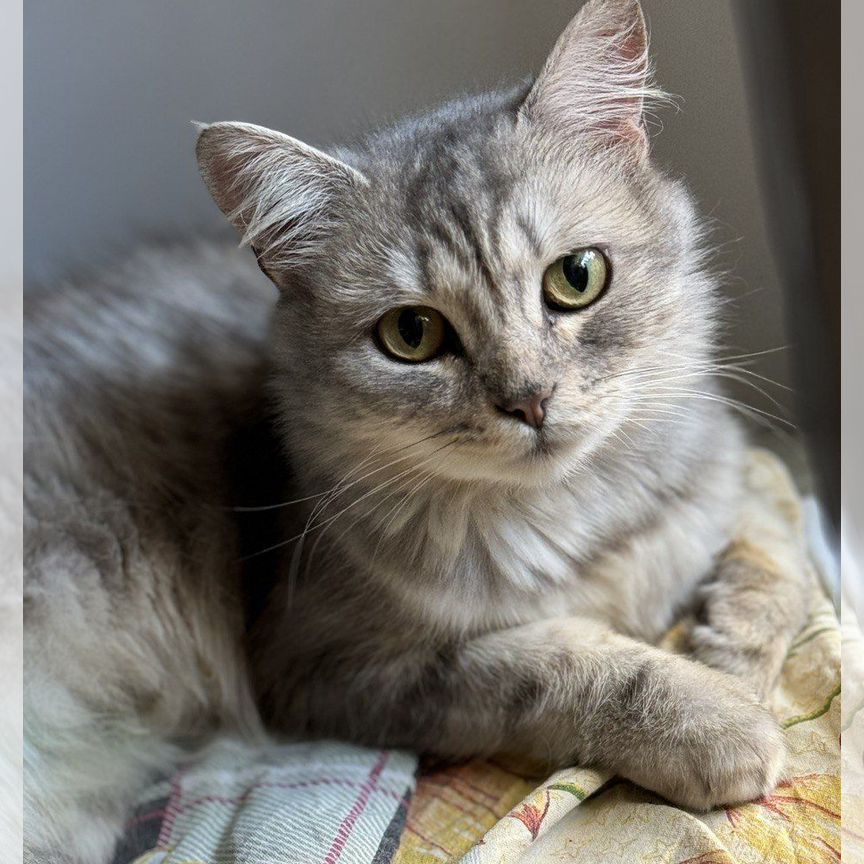 Взрослая, Девочка кошка в добрые руки