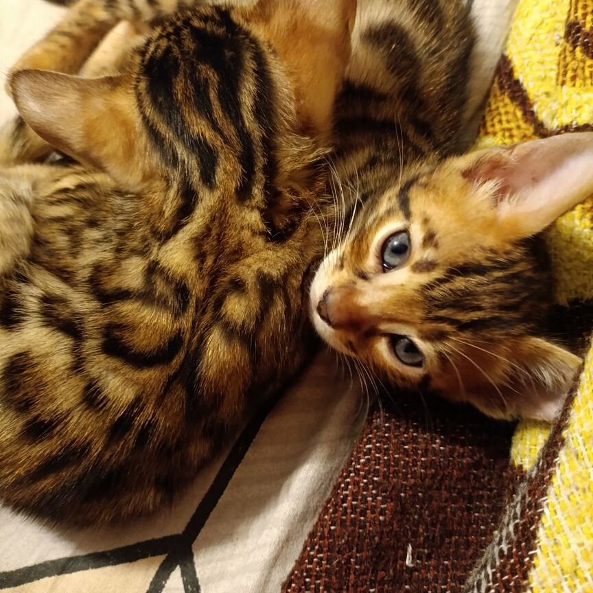 Бенгальские котята
