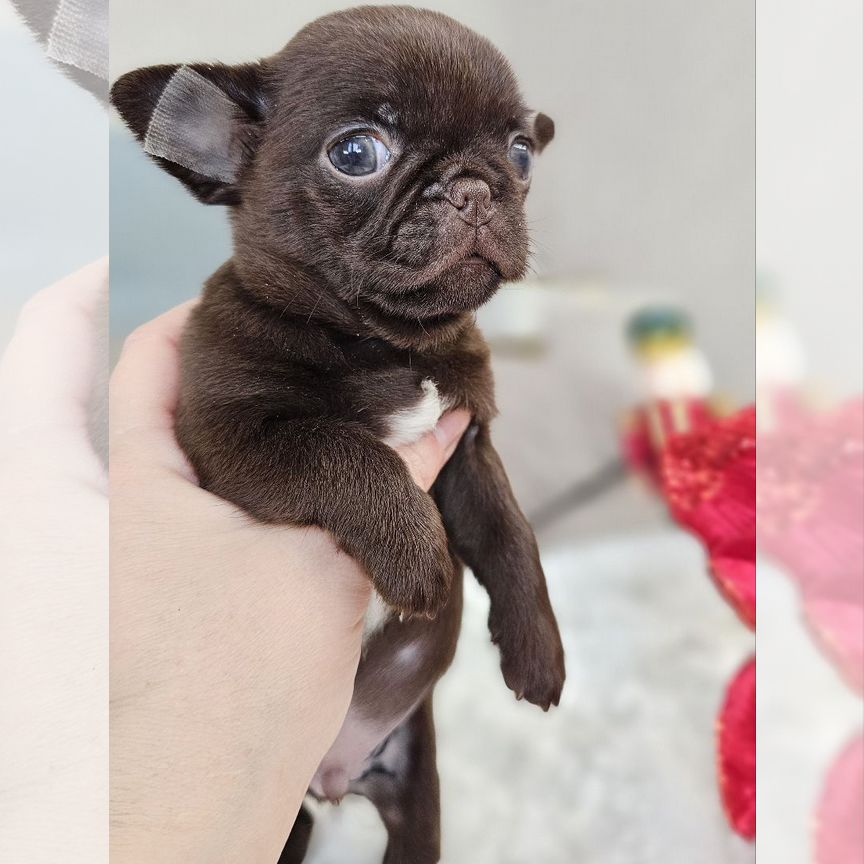 Чихуахуа, щенок