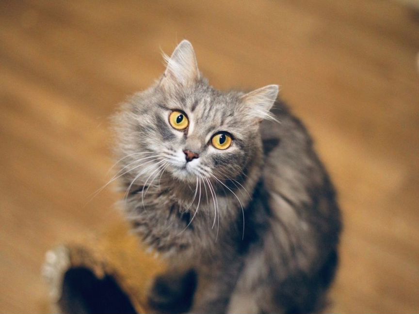 Кошка Лаванда ищет дом