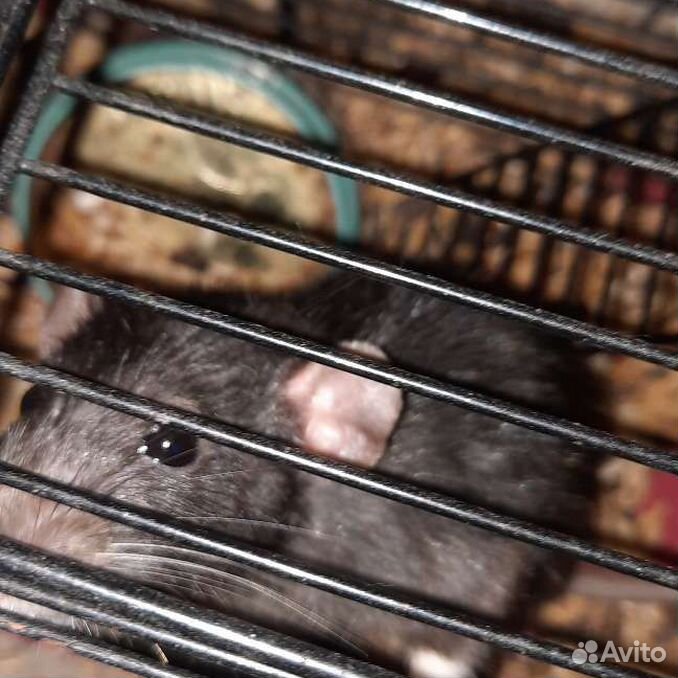 Крыса с клеткой девочка