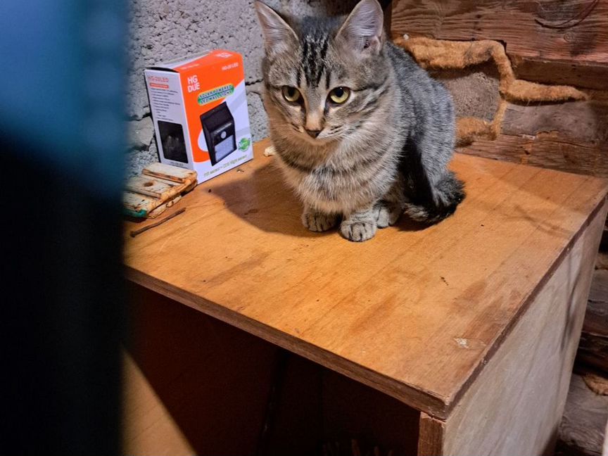Котята нуждаются в любящем хозяине и доме