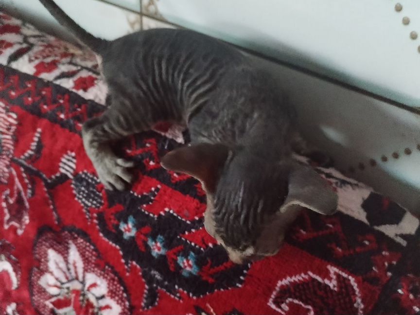 Донской свинкс велюр