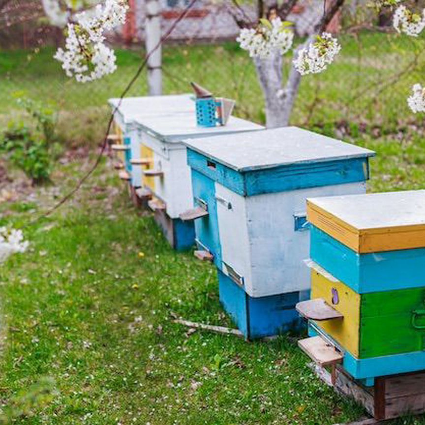 Продаются пчелиные рамки