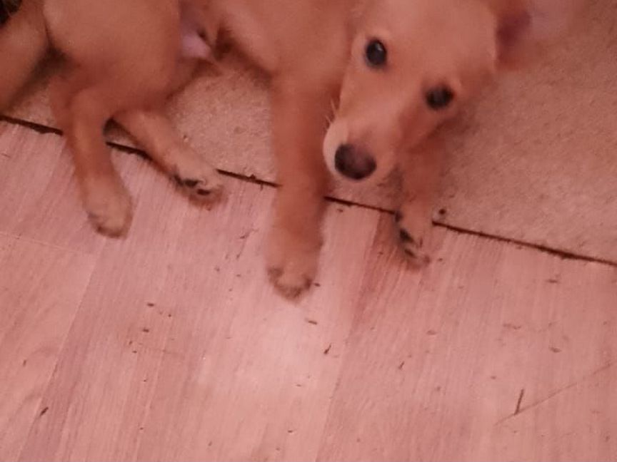 Собака в добрые руки отдам бесплатно