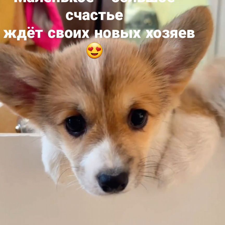 Щенки вельш корги пемброк