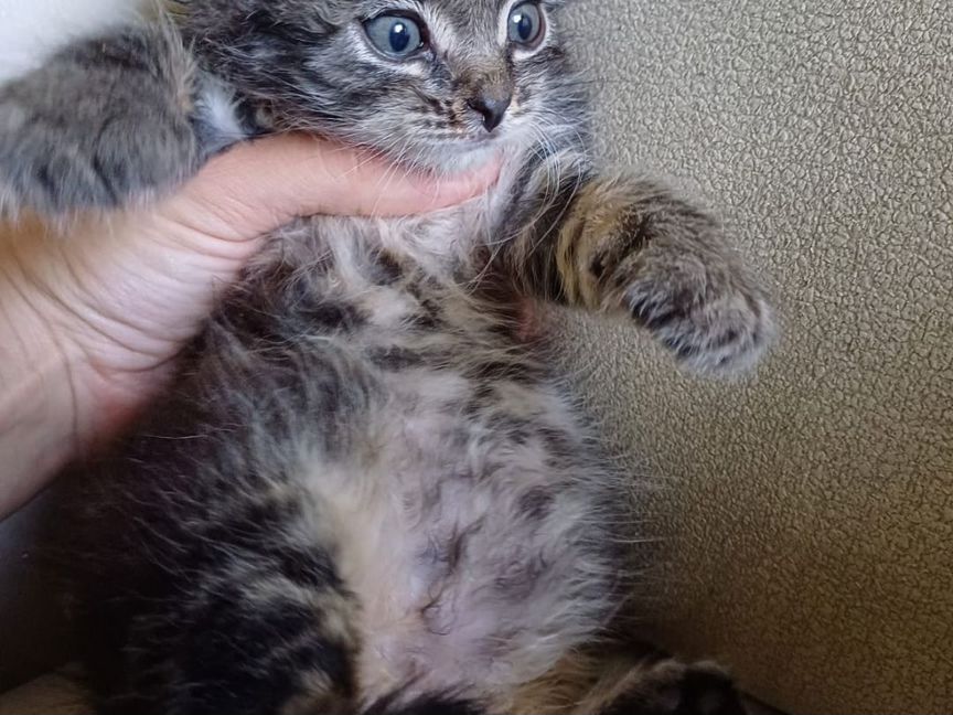 Плюшевый котёнок