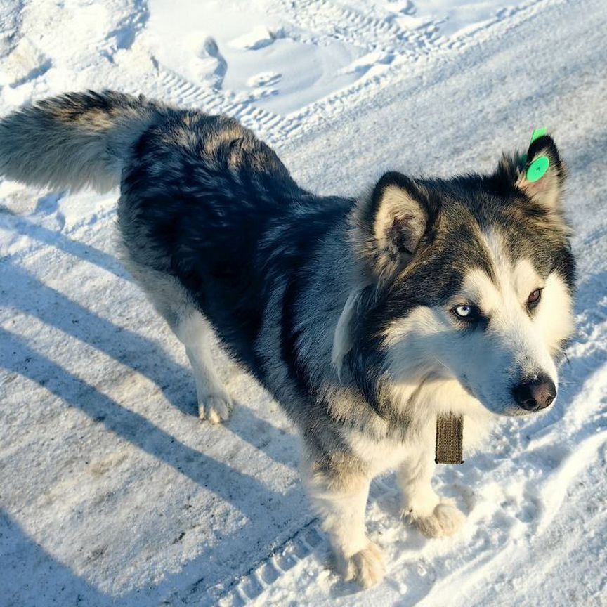 Сибирский хаски