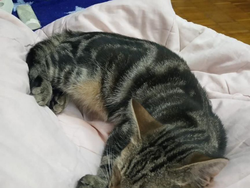 Мраморный котик в добрые руки