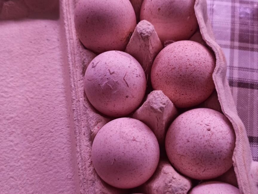 Инкубационное яйцо