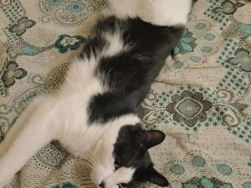 Котик Максик