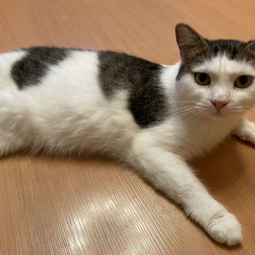 Котик по имени Беляш