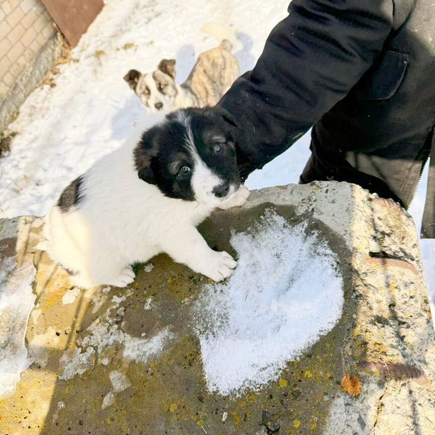 Отдам щенков карапузов в добрые руки