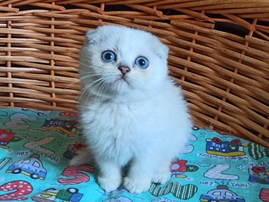 Котята вислоухие