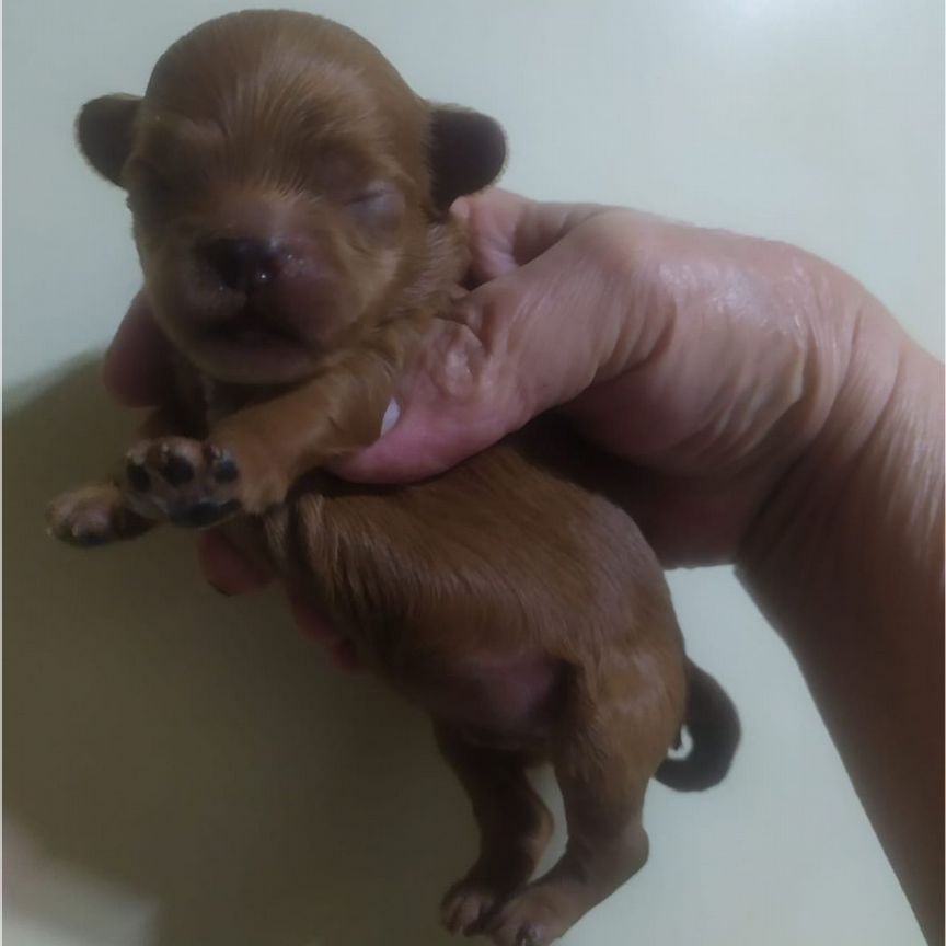 Щенки мальтипу