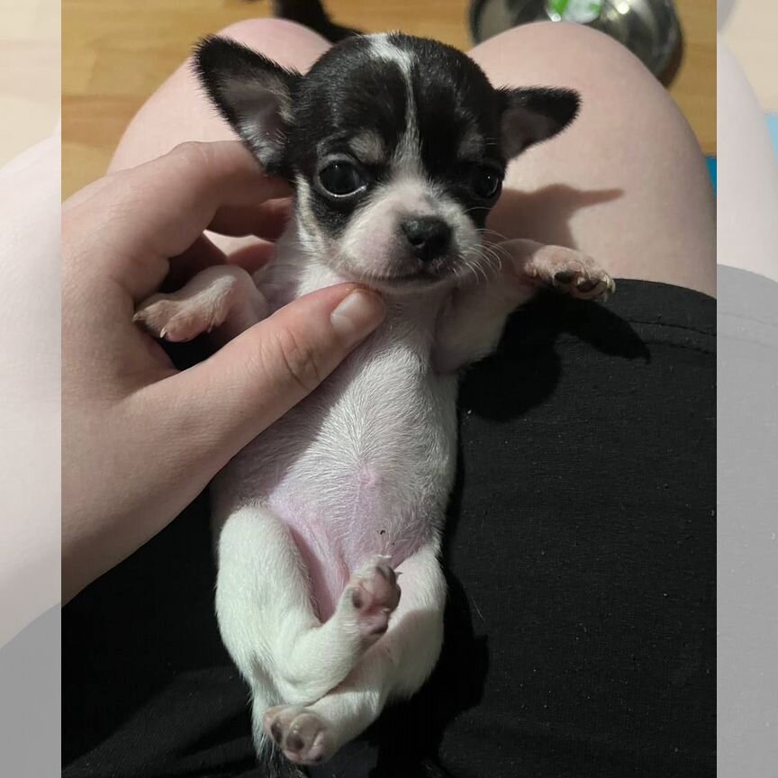 Чихуахуа, щенок