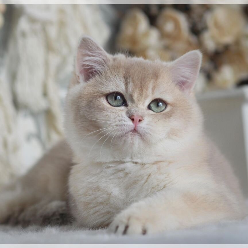 Британская шиншилла cy 11