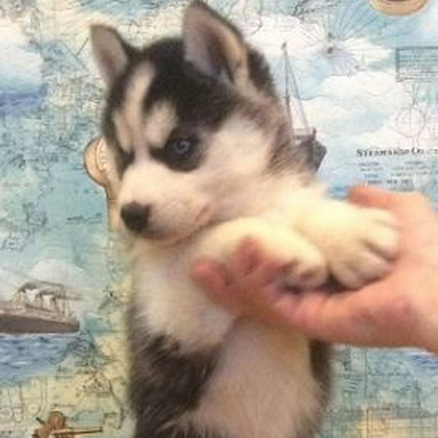 Щенята хаски