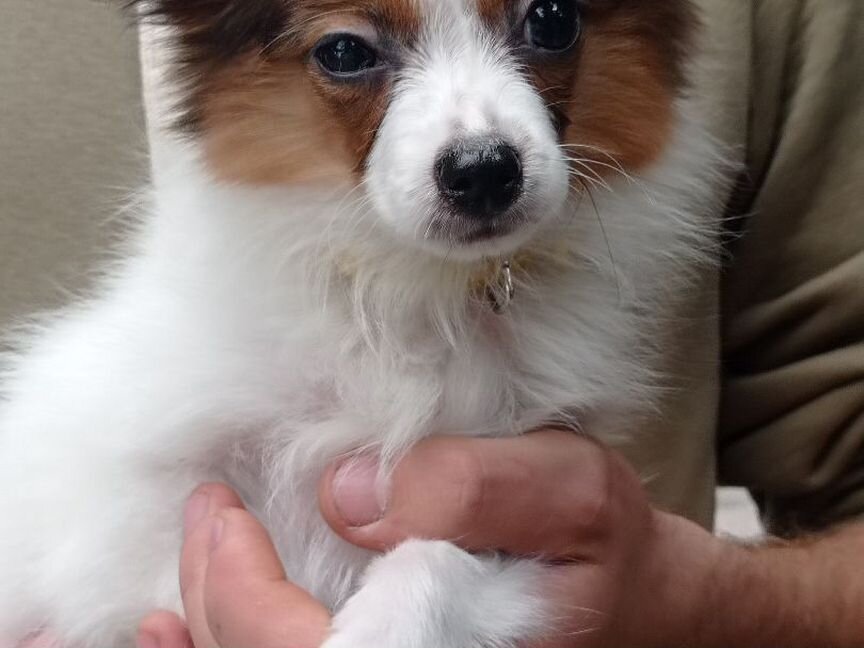 Щенки папийона