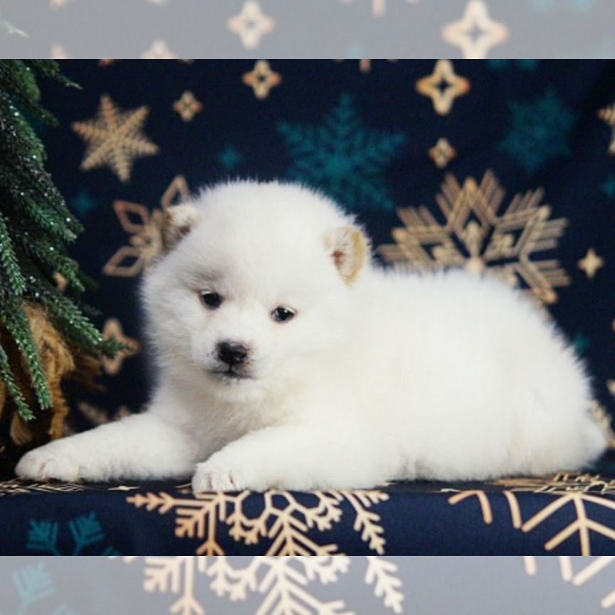 Сиба-ину, щенок