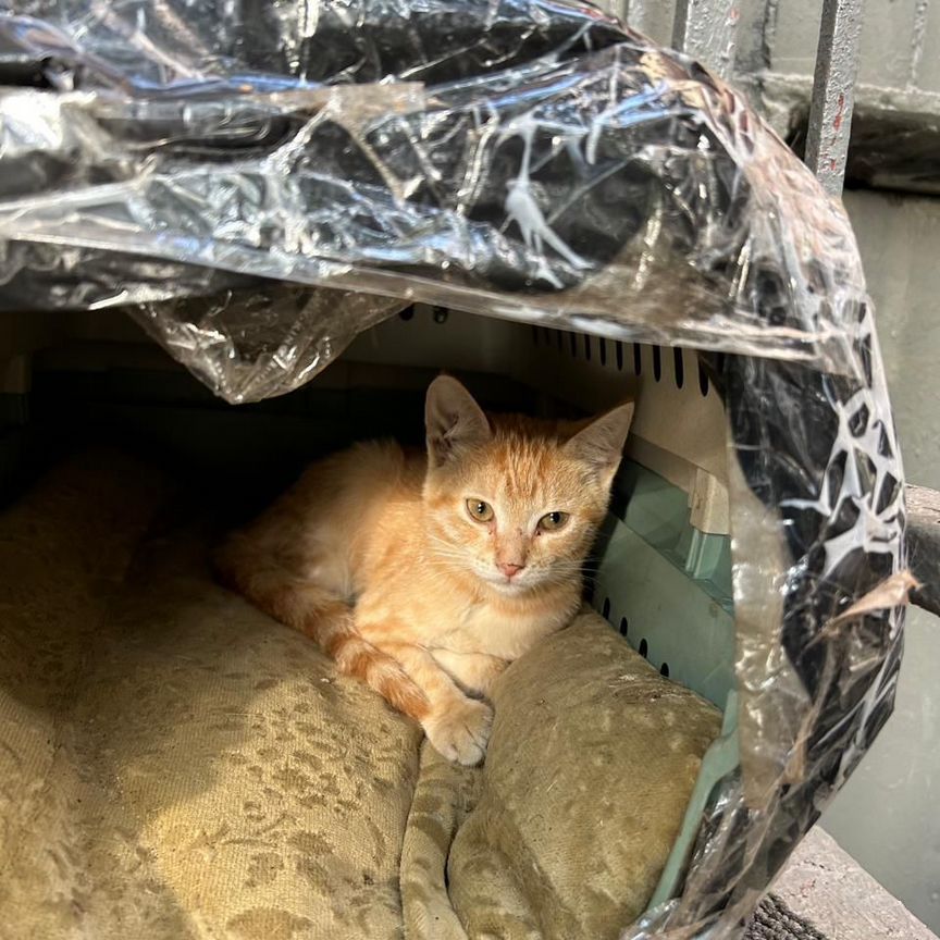 Котенок мальчик 3месяца
