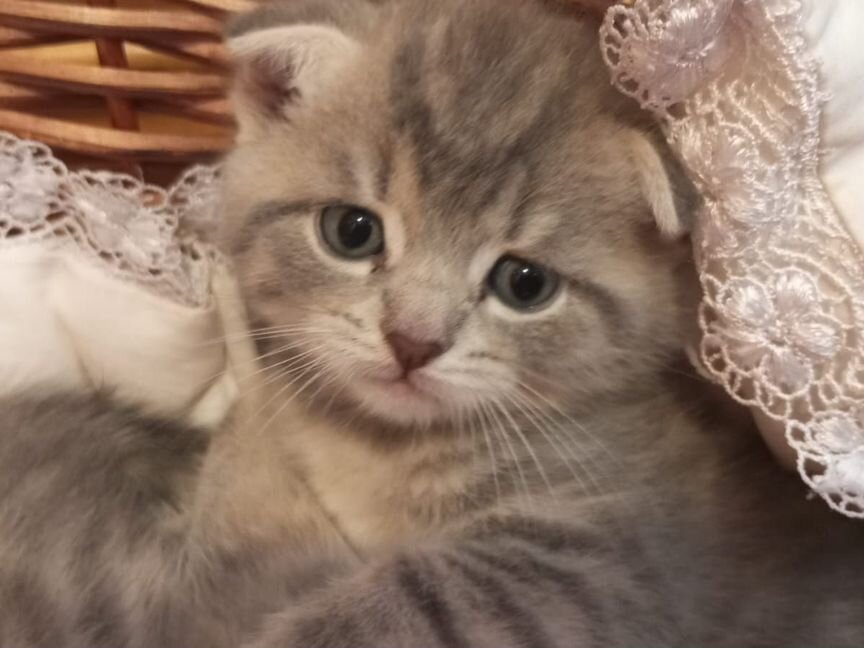 Шотландские котята