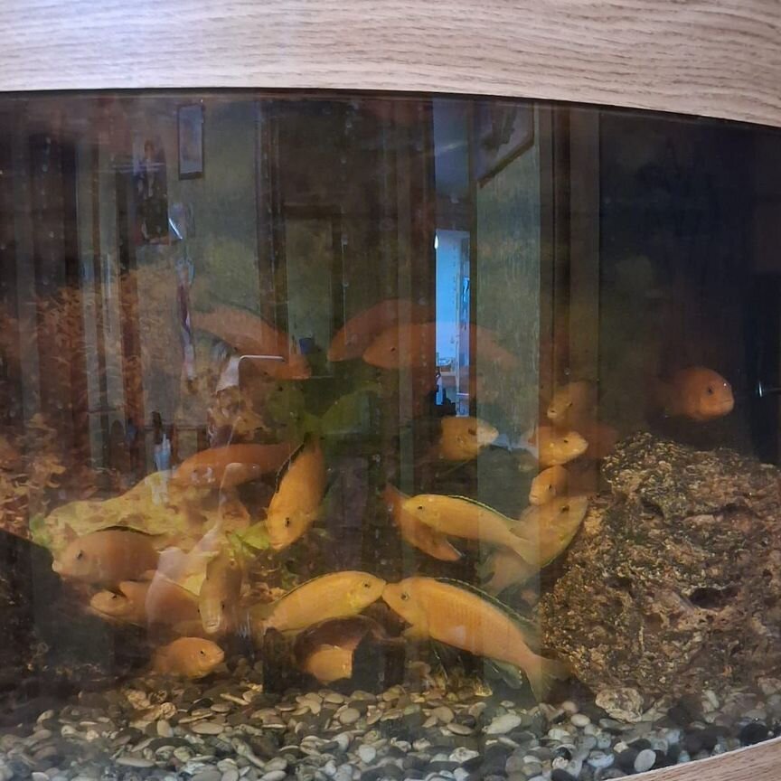 Аквариумные рыбки цихлиды