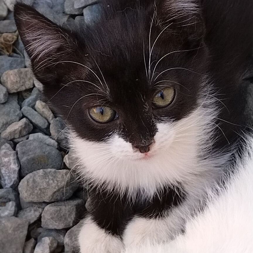 Котики в заботливые руки