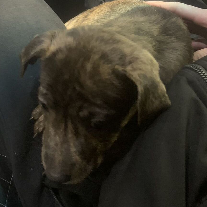 Американский стаффордширский терьер, щенок