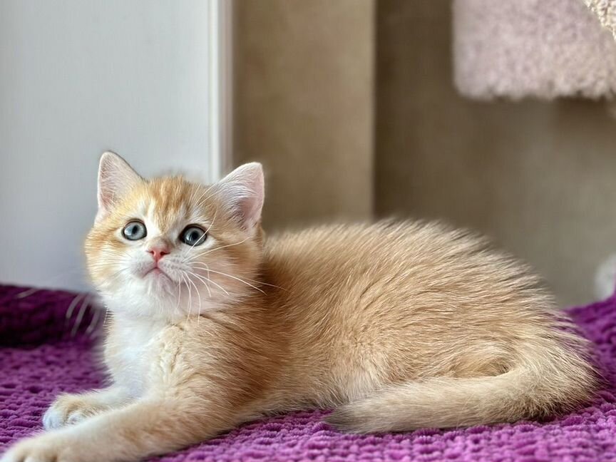 Золотая шиншилла шокодная котик bri by12 арельсин