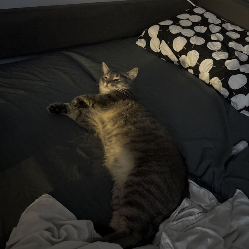 Взрослый кот в добрые руки