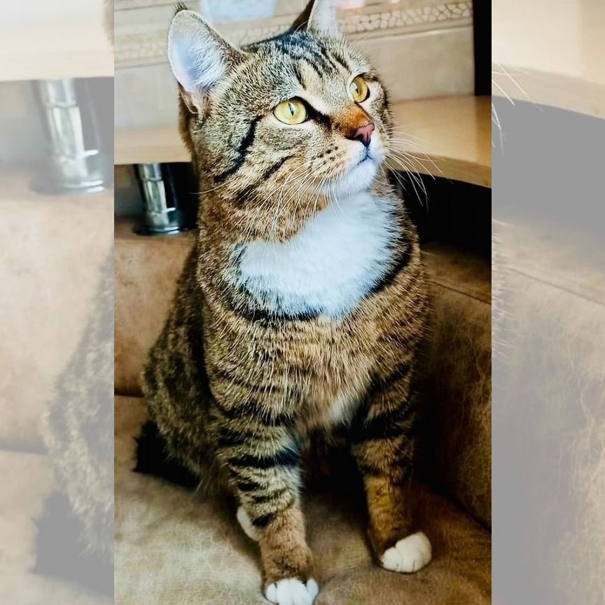 Взрослый кот от частного владельца