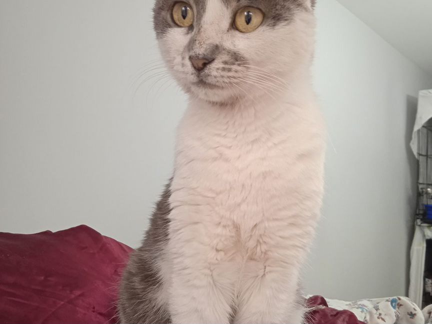 Кошки в добрые руки