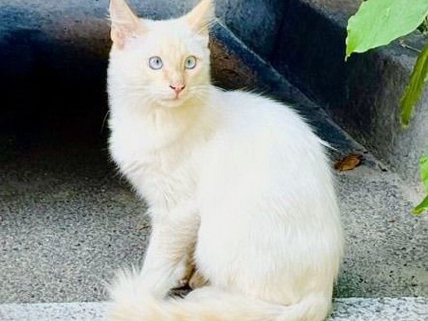 Красивый пушистый котик