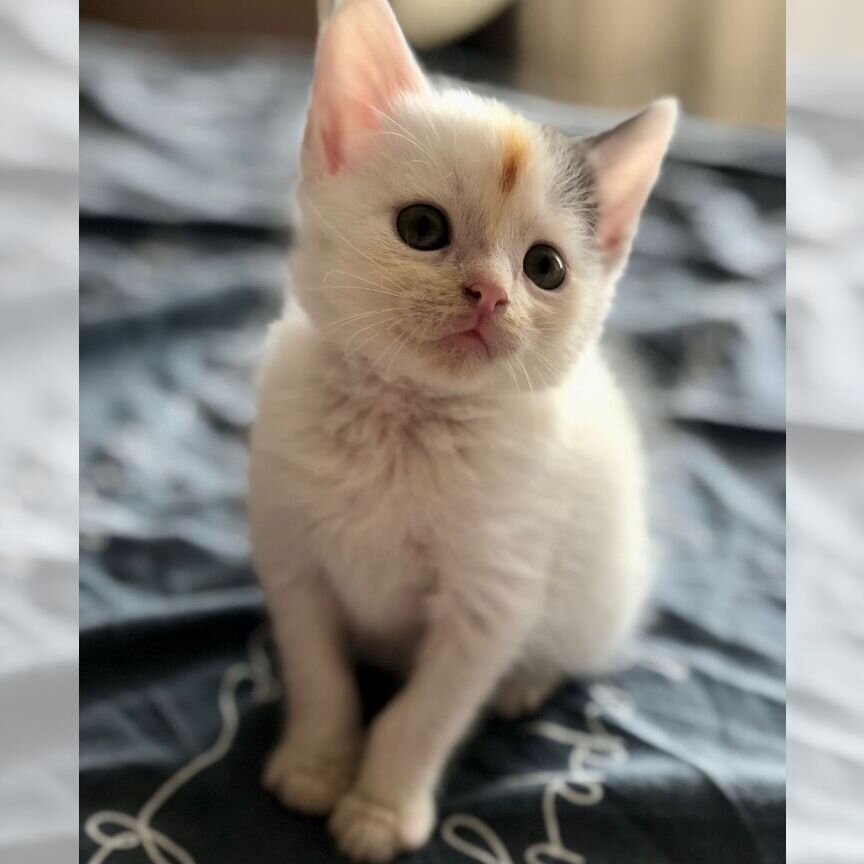 Милые котята в добрые руки