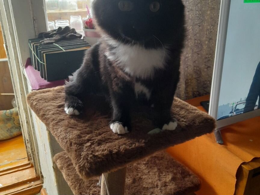 Отдам котят, 4 месяца