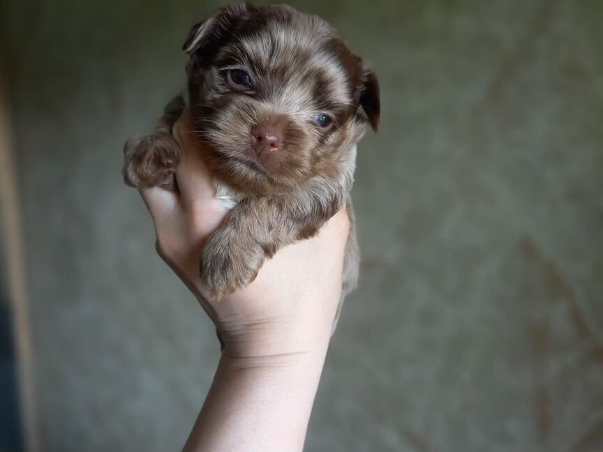 Шоколадный йорк, цветной йорк, биро, бивер