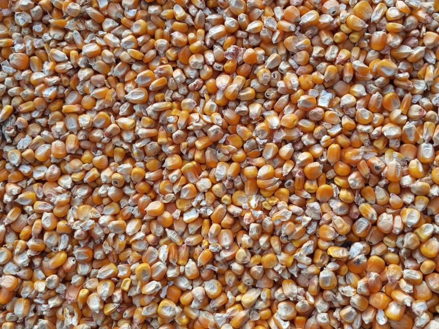 Кукуруза зерно