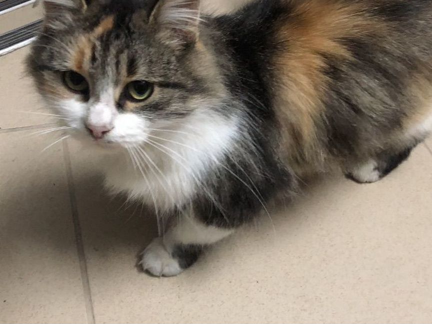 Норвежская лесная кошечка