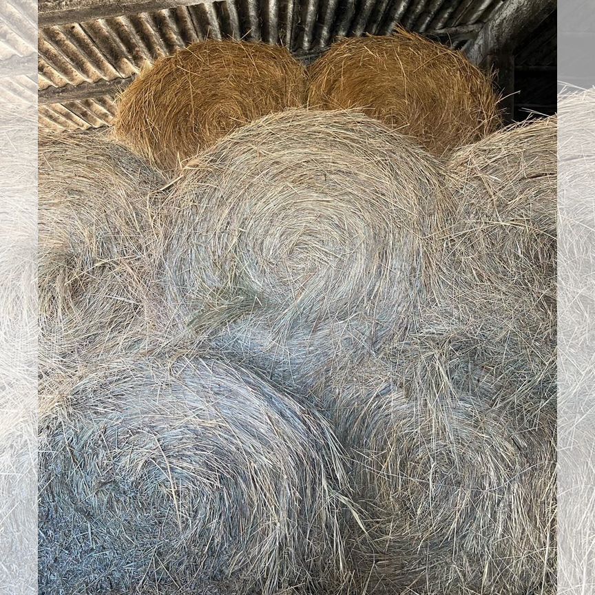 Сено в рулонах