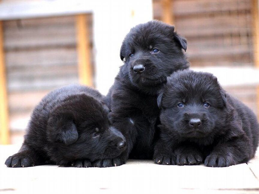 Щенки черных немецких овчарок